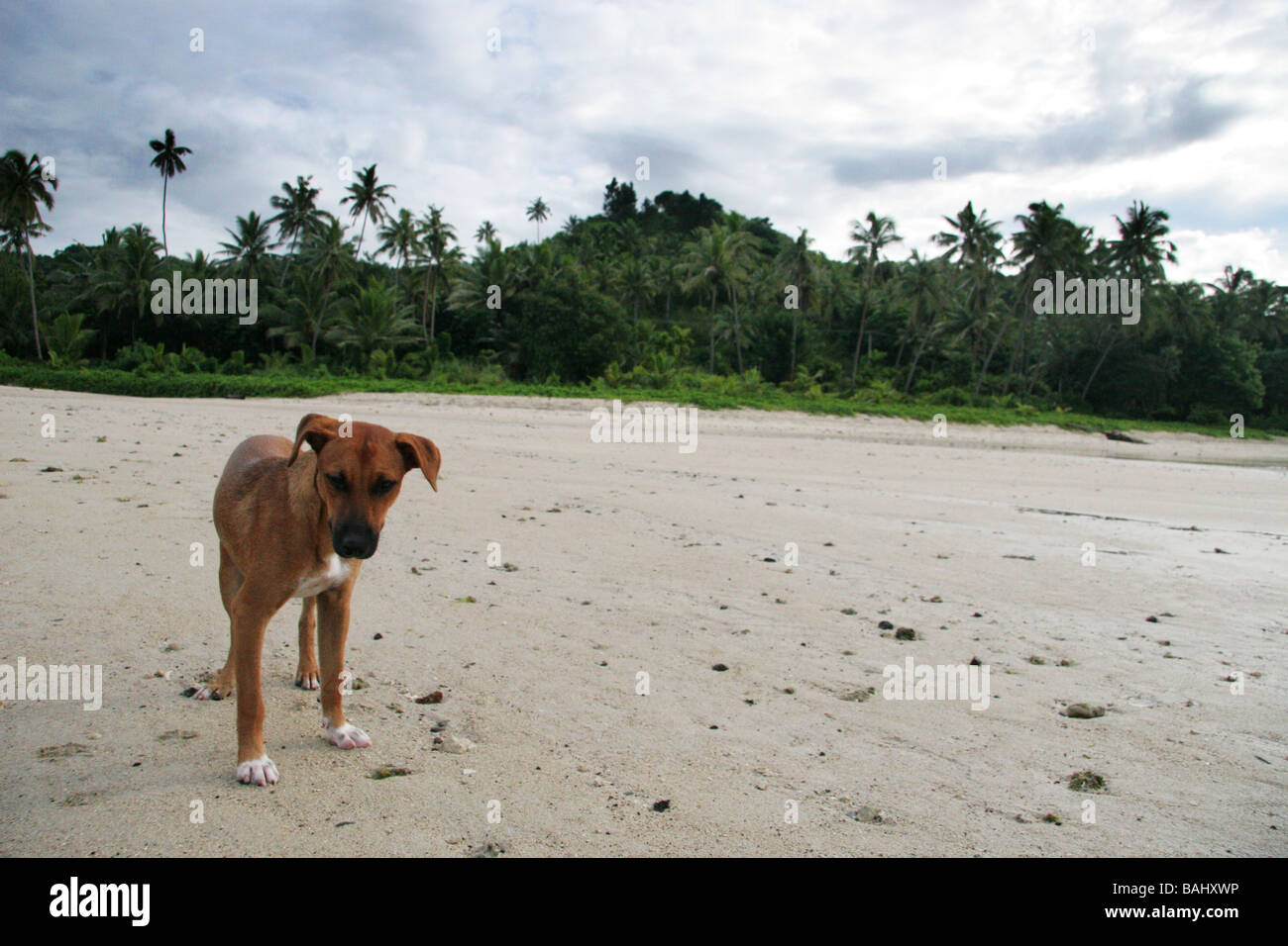 Dog on tropical beach Stock Photo - Alamy