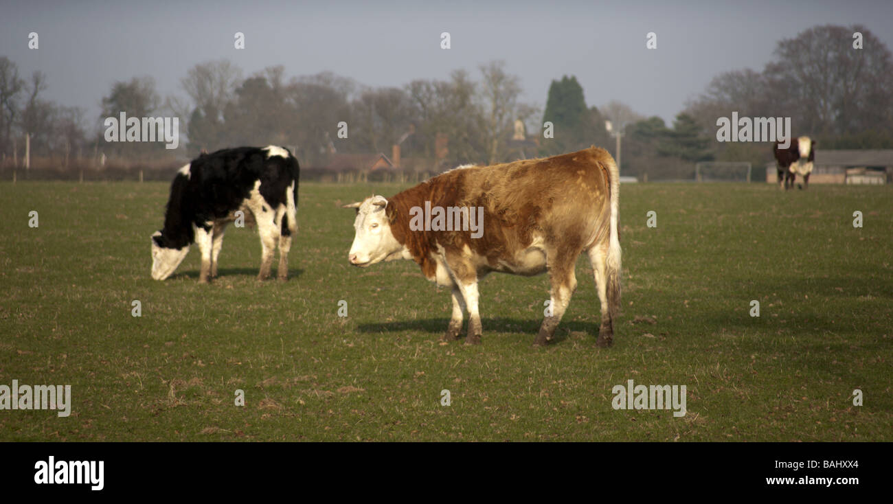 cattle in field farmland countryside Stock Photo - Alamy