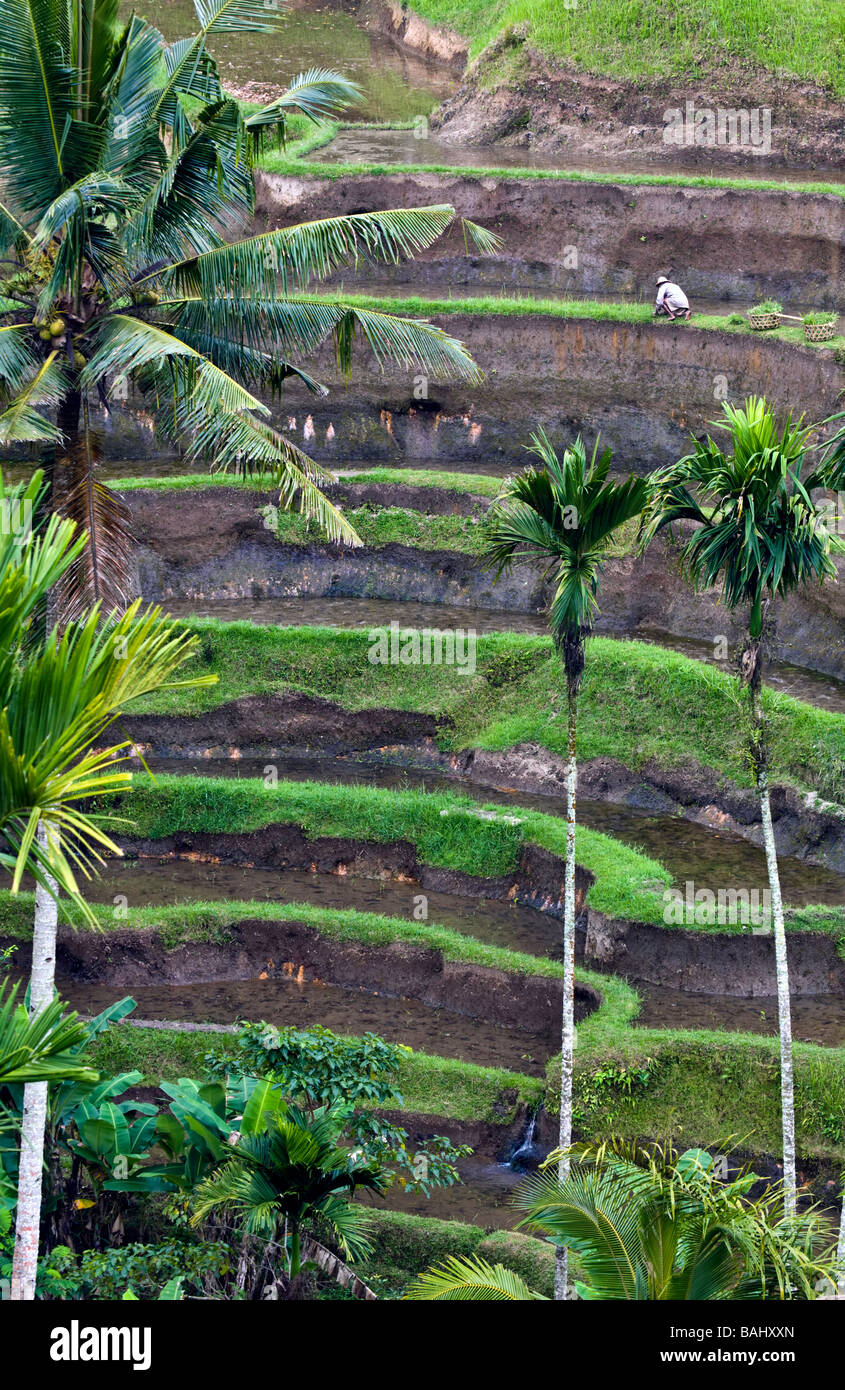 Indonesia, Bali. Tenggalang. Rice terraces. Coconut trees, farmer Stock ...