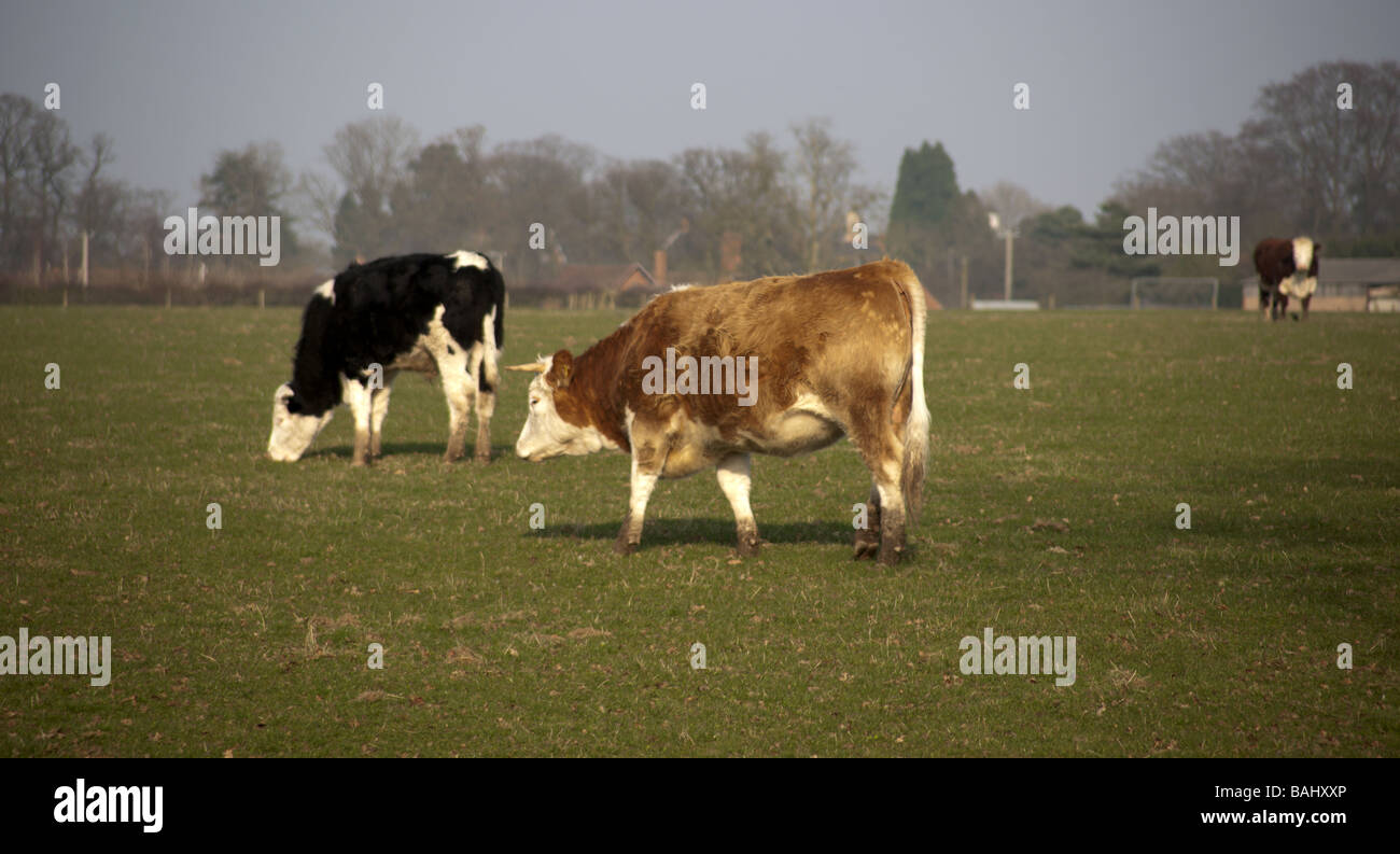 cattle field farm livestock Stock Photo - Alamy