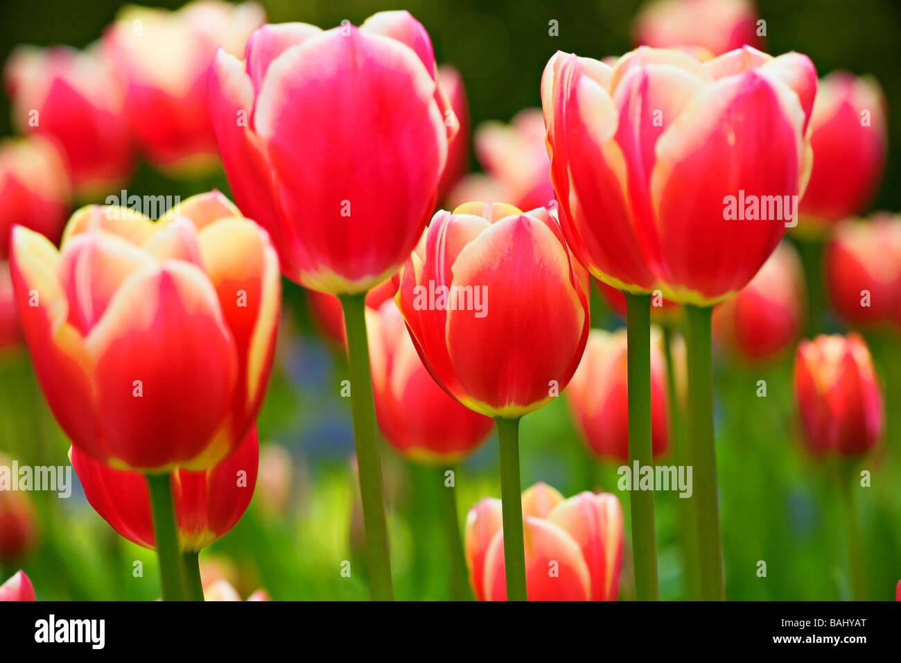 Bi colour tulips hi-res stock photography and images - Alamy