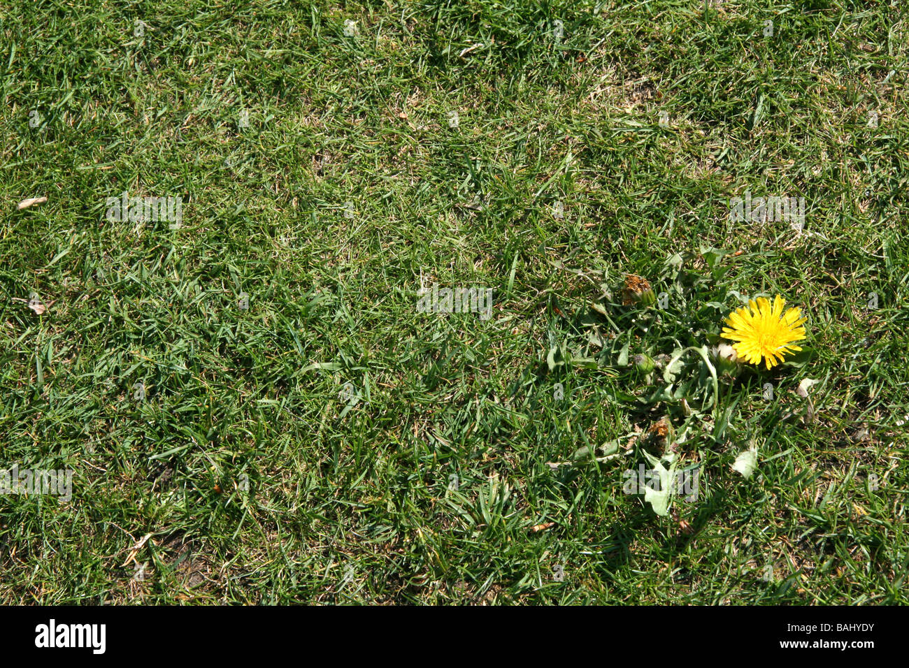 dandelion on a lawn Stock Photo - Alamy