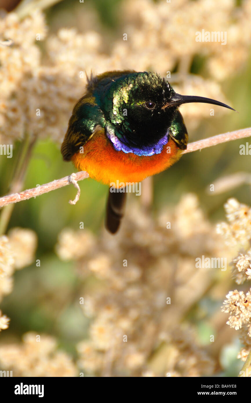 Orange Breasted Sunbird Stock Photo - Alamy