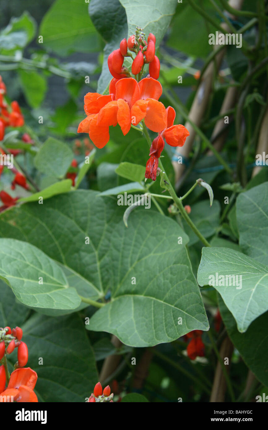 Runner Bean flower Stock Photo - Alamy