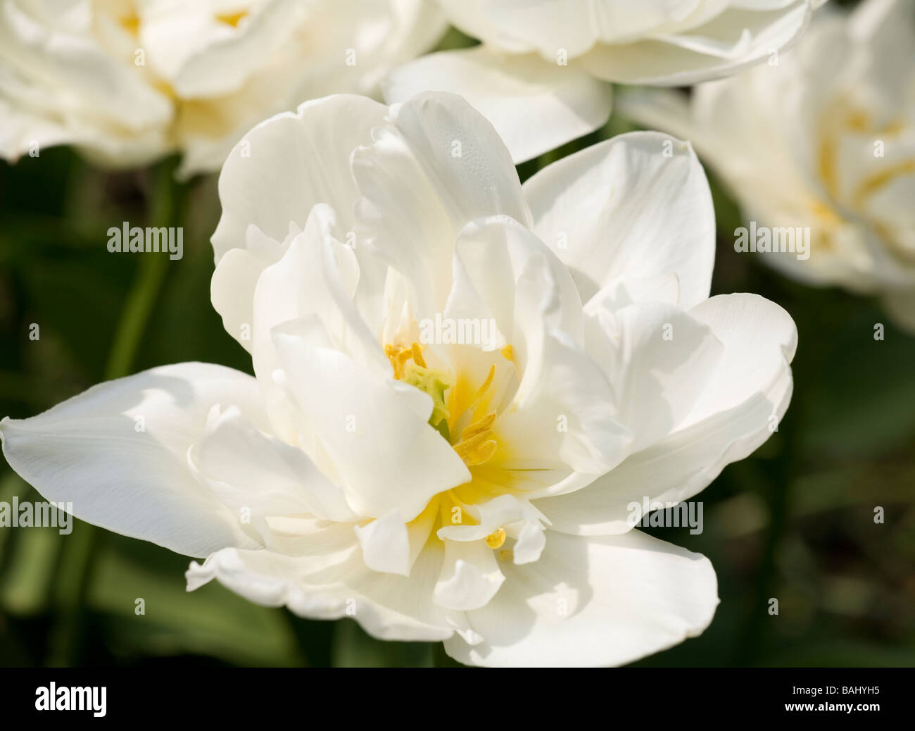 Double base flowers hi-res stock photography and images - Alamy