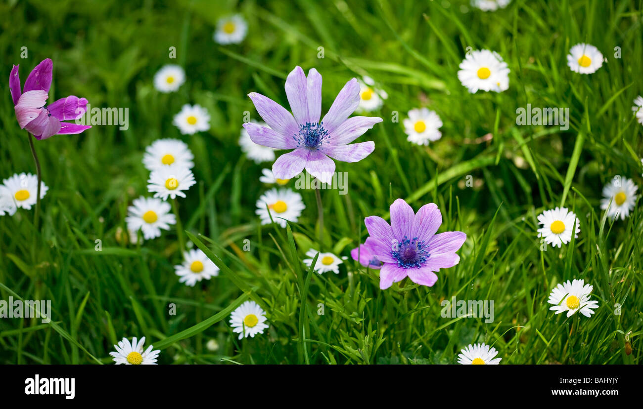 English wildflower meadow hi-res stock photography and images - Alamy