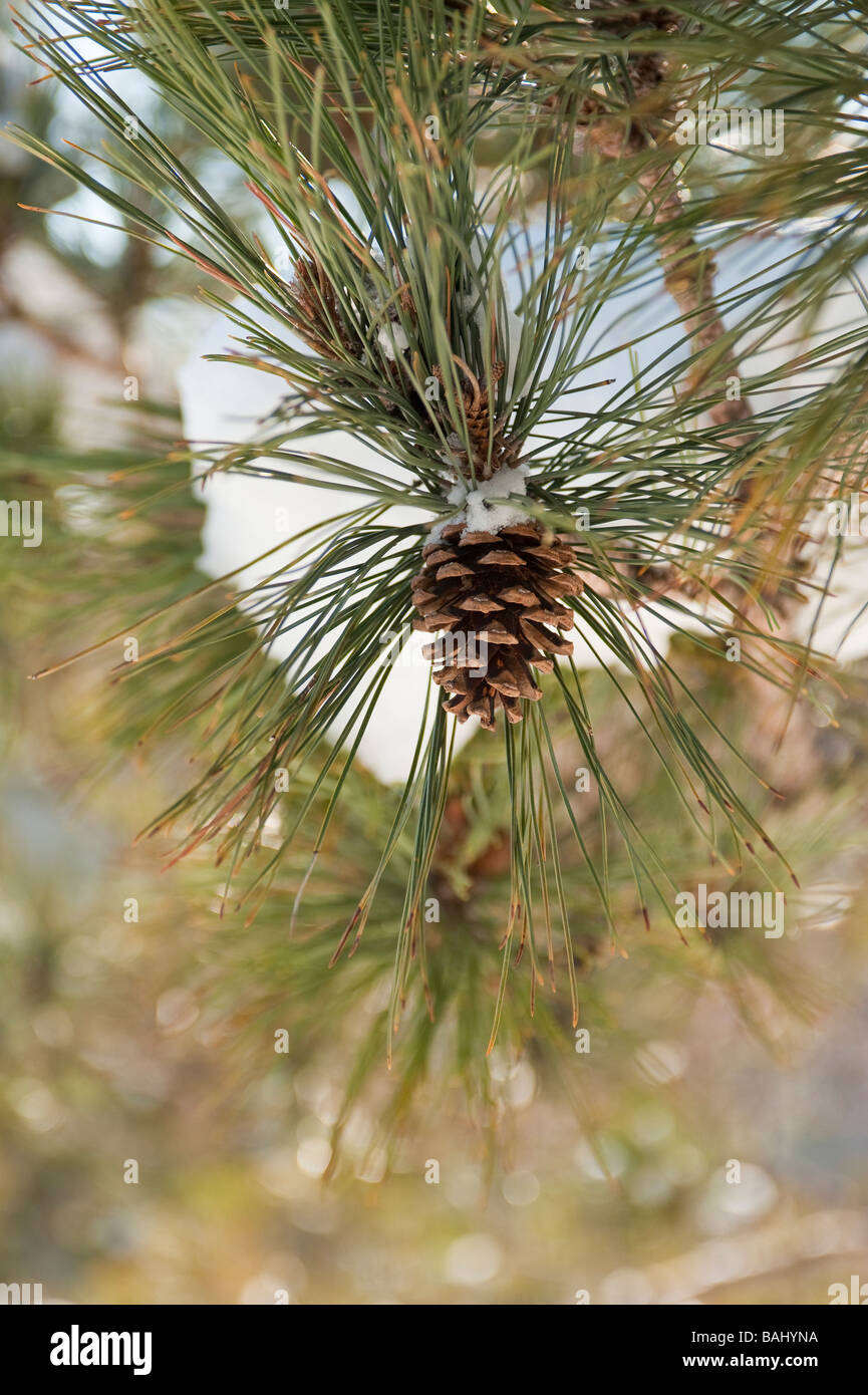 A PINE CONE ON SNOW COVERED BOUGH OF TREE Stock Photo - Alamy
