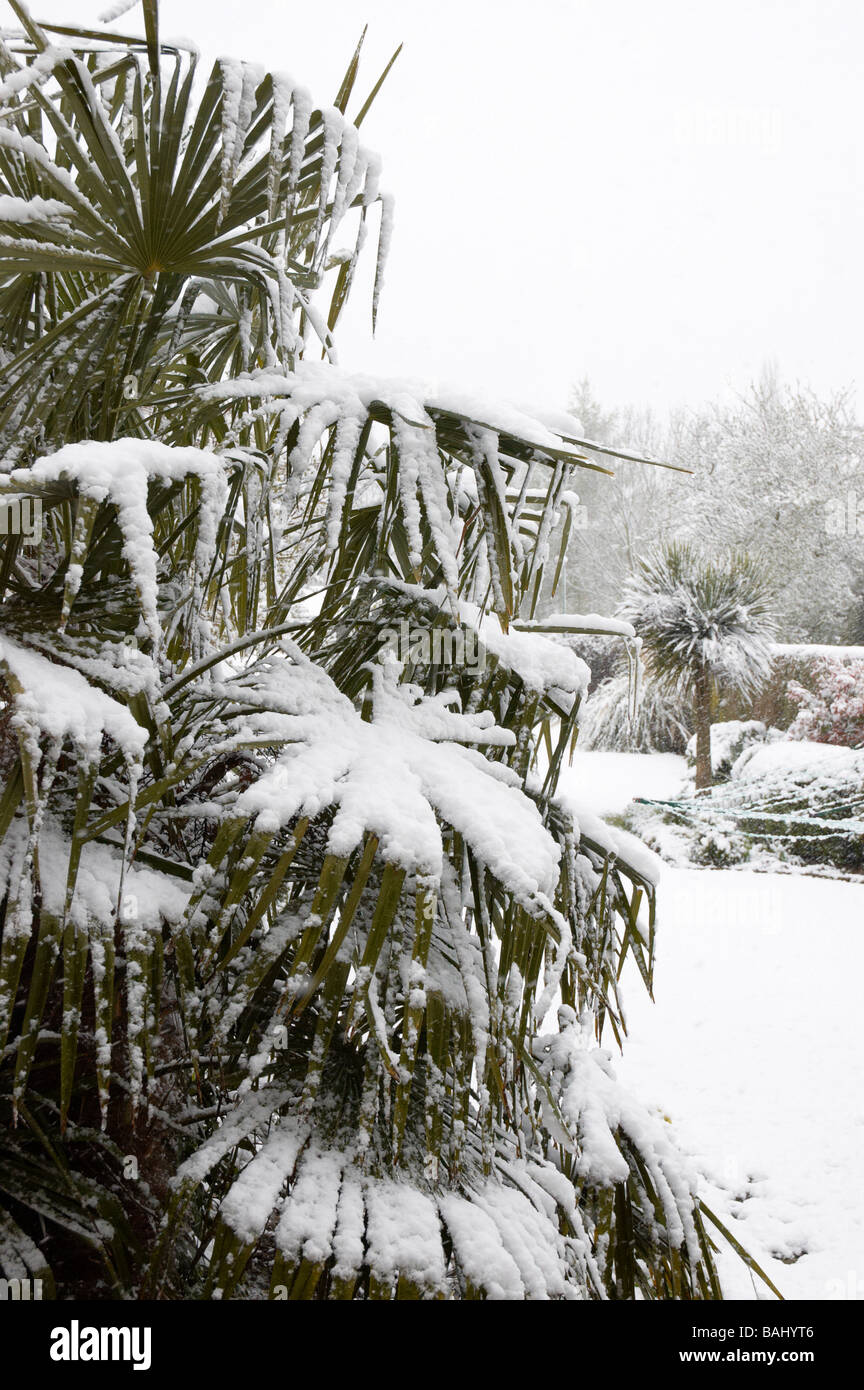Snow on the fronds of a palm tree Stock Photo - Alamy