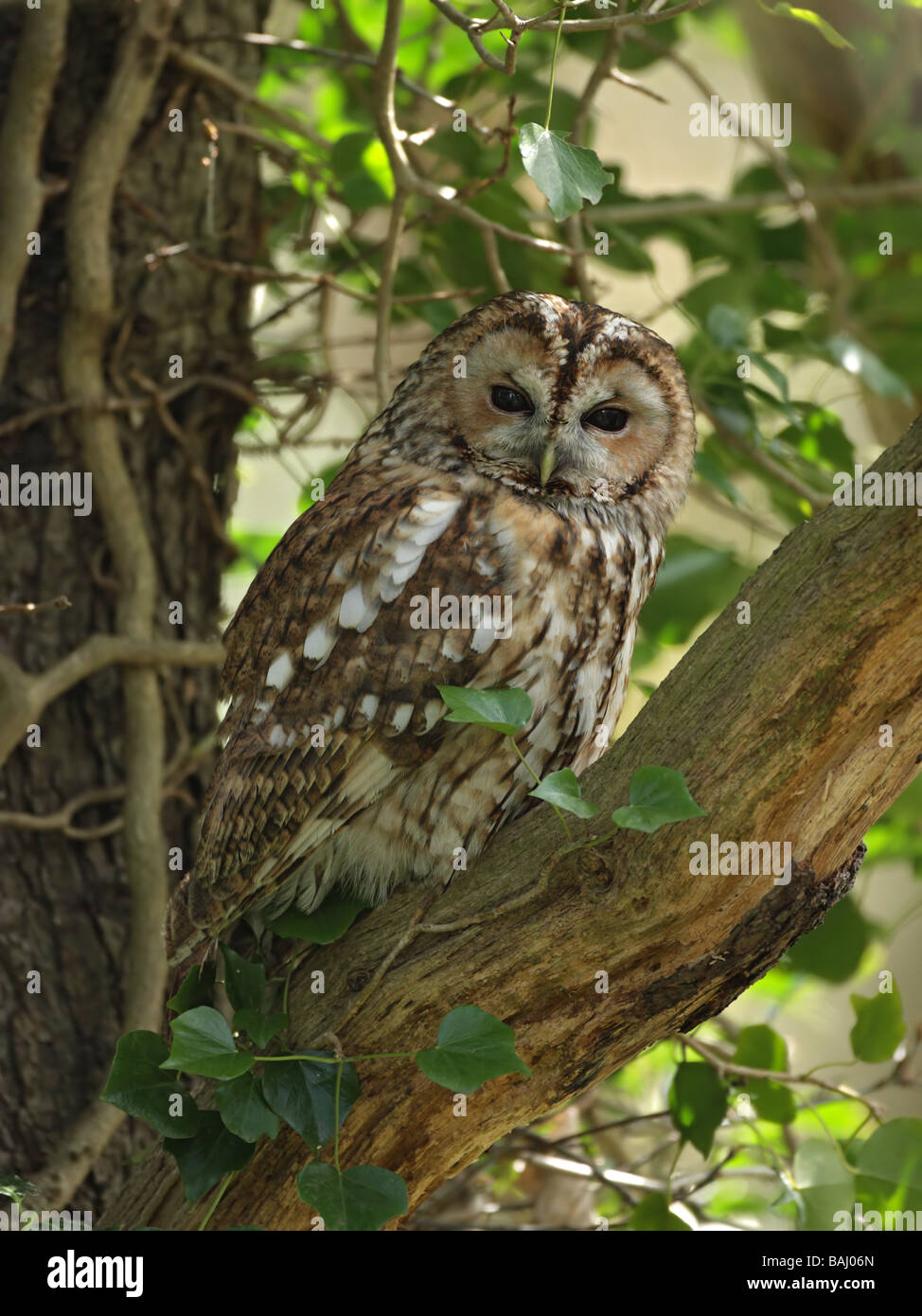 Tawny owl tree ivy hi-res stock photography and images - Alamy