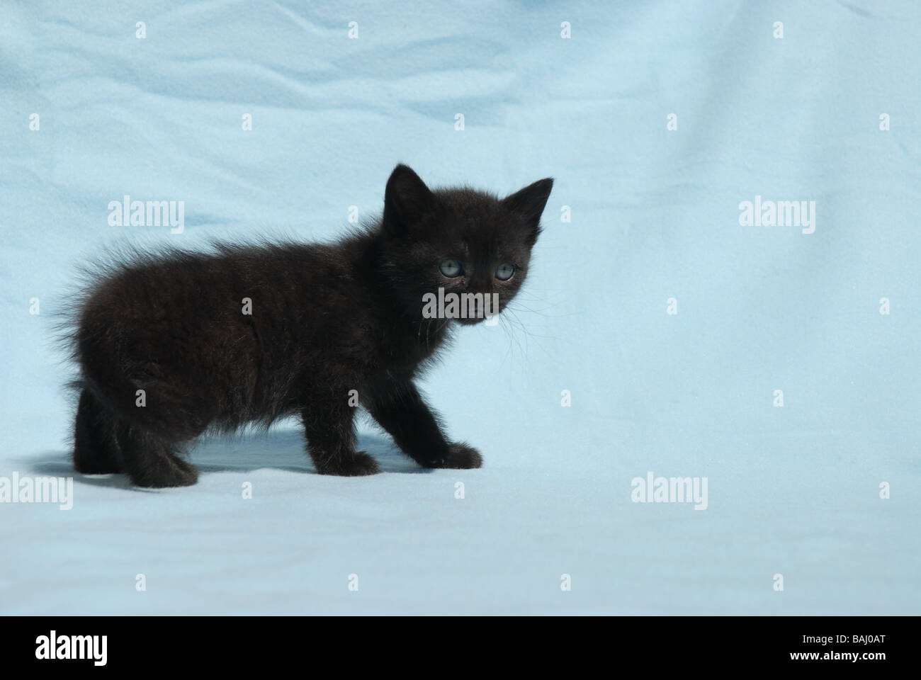 Black cat inside walking hi-res stock photography and images - Alamy