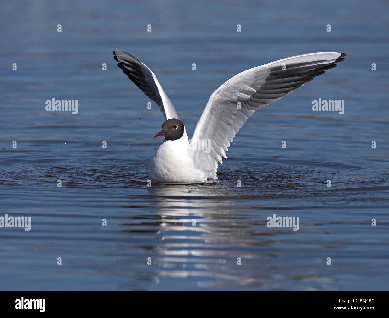 Gull stretching wings hi-res stock photography and images - Alamy