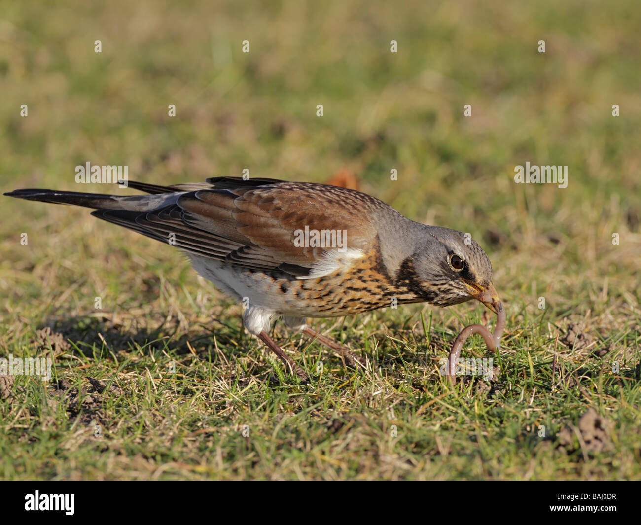 Bird pulling worm hi-res stock photography and images - Alamy