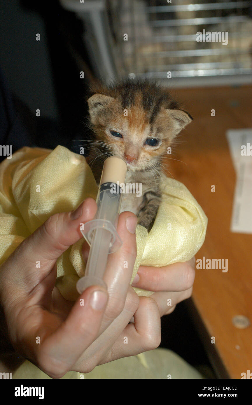Kitten rescued and being fed by hand with a pipette Stock Photo - Alamy