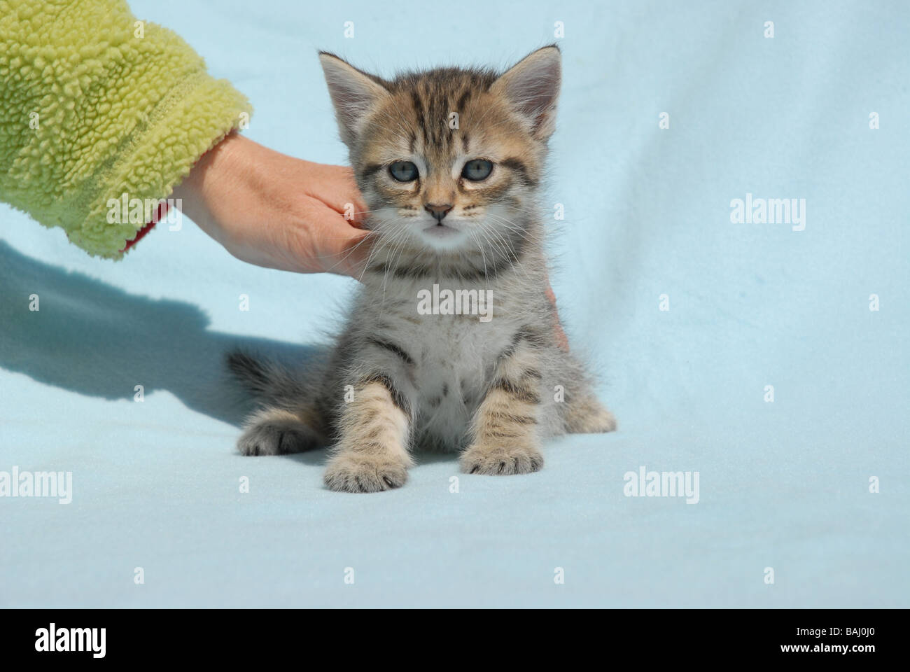 tabby kitten and owner's hand, stroking it Stock Photo - Alamy
