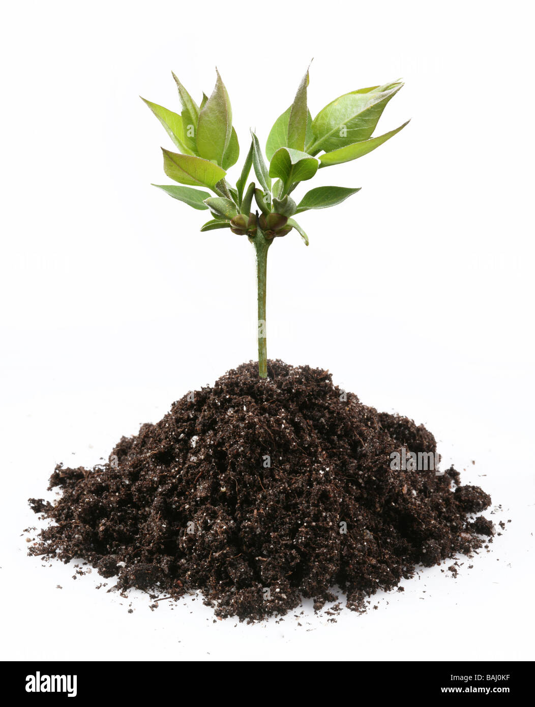 burgeon from ground on a white background Stock Photo - Alamy