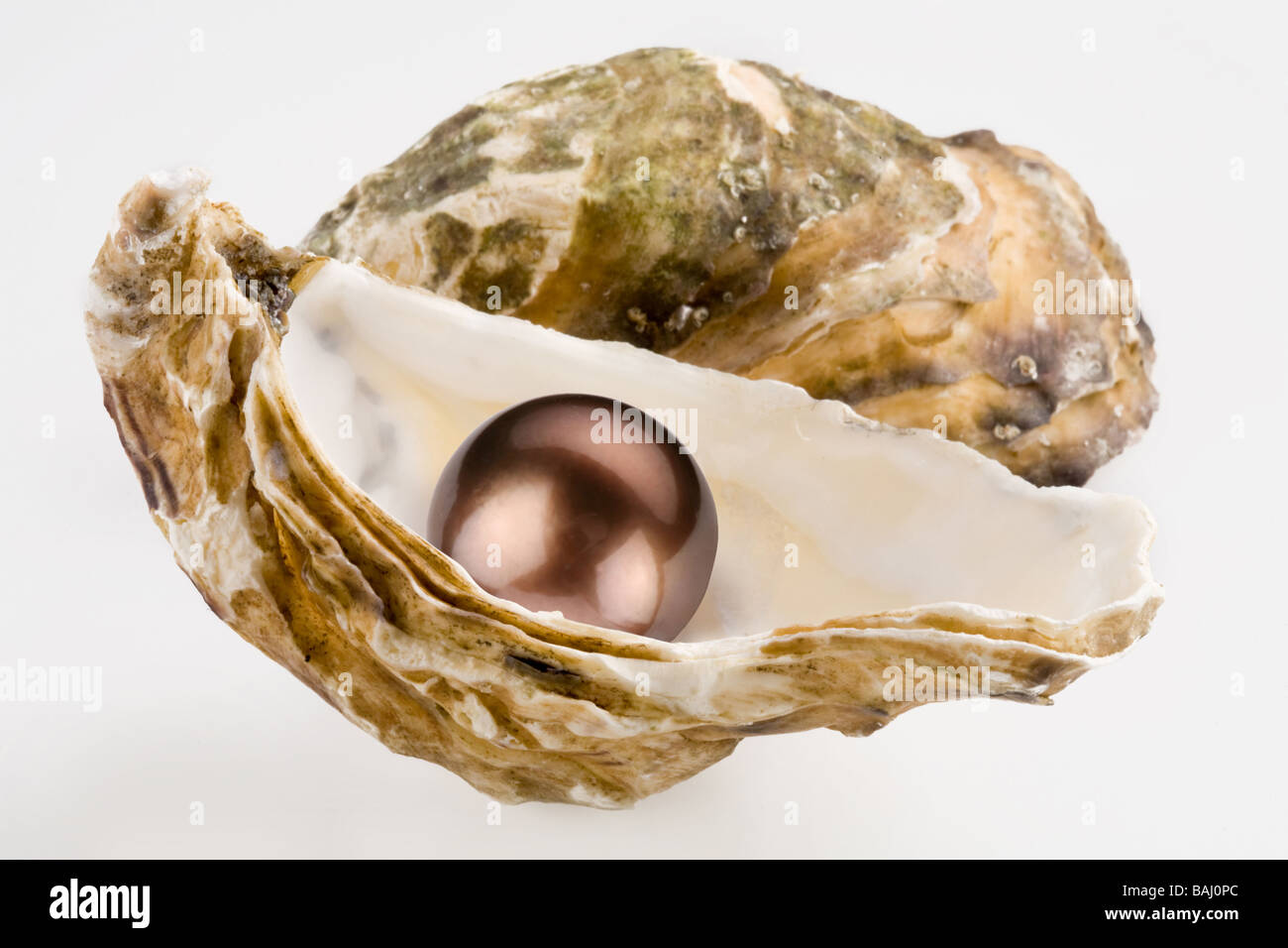 Black pearl is in a shell Stock Photo - Alamy