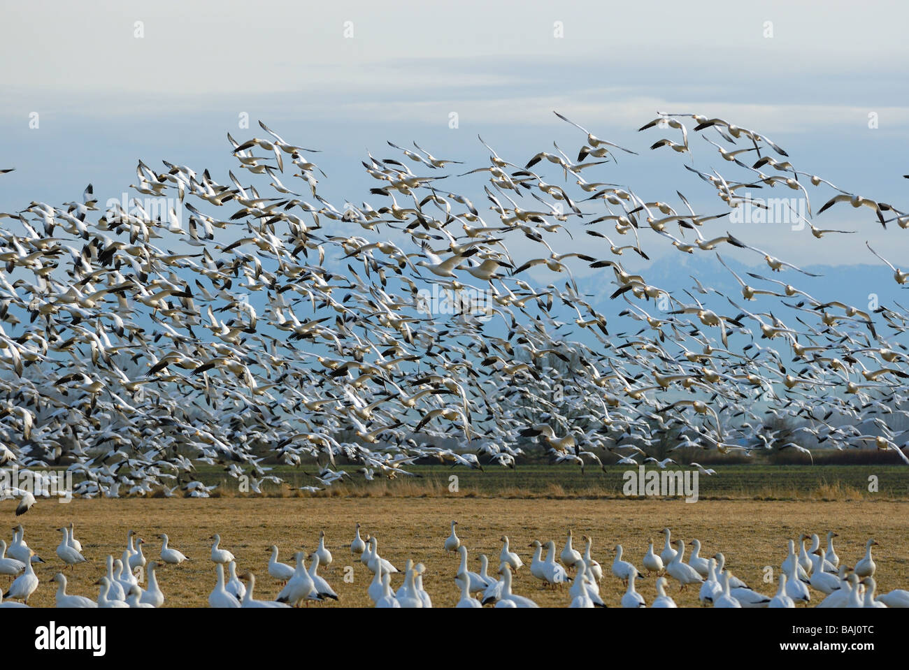 Flock of Snow Geese leaving a farmers field Stock Photo - Alamy