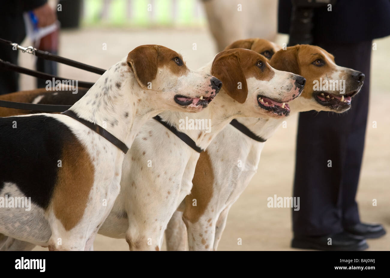 Fox hounds hi-res stock photography and images - Alamy