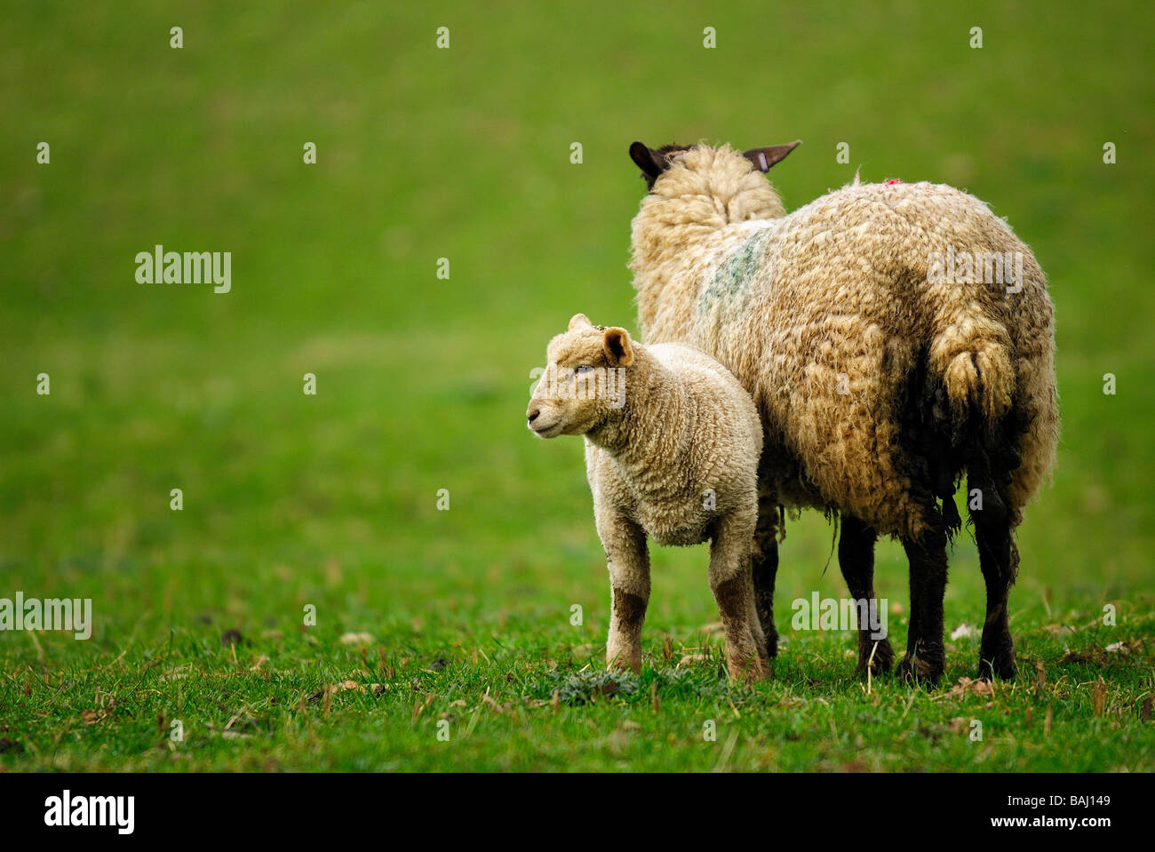 Sheep in Brecon Beacons Stock Photo - Alamy