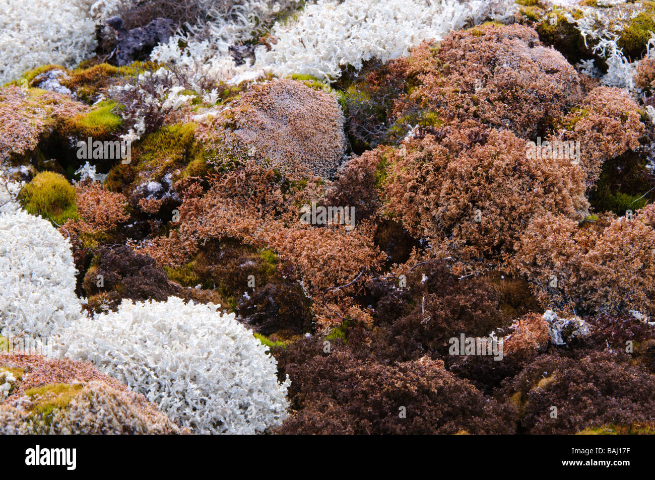 Thick layers of moss lichen and other plants covering the ground of ...