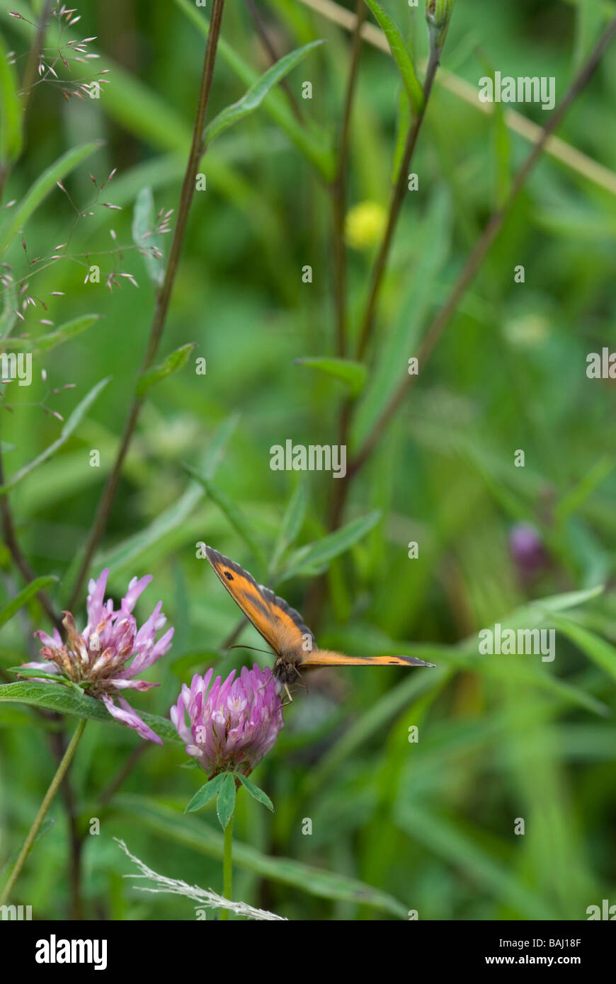 Butterfly in clover Stock Photo - Alamy
