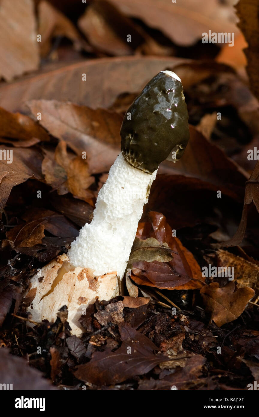 Fungus on insect hi-res stock photography and images - Alamy