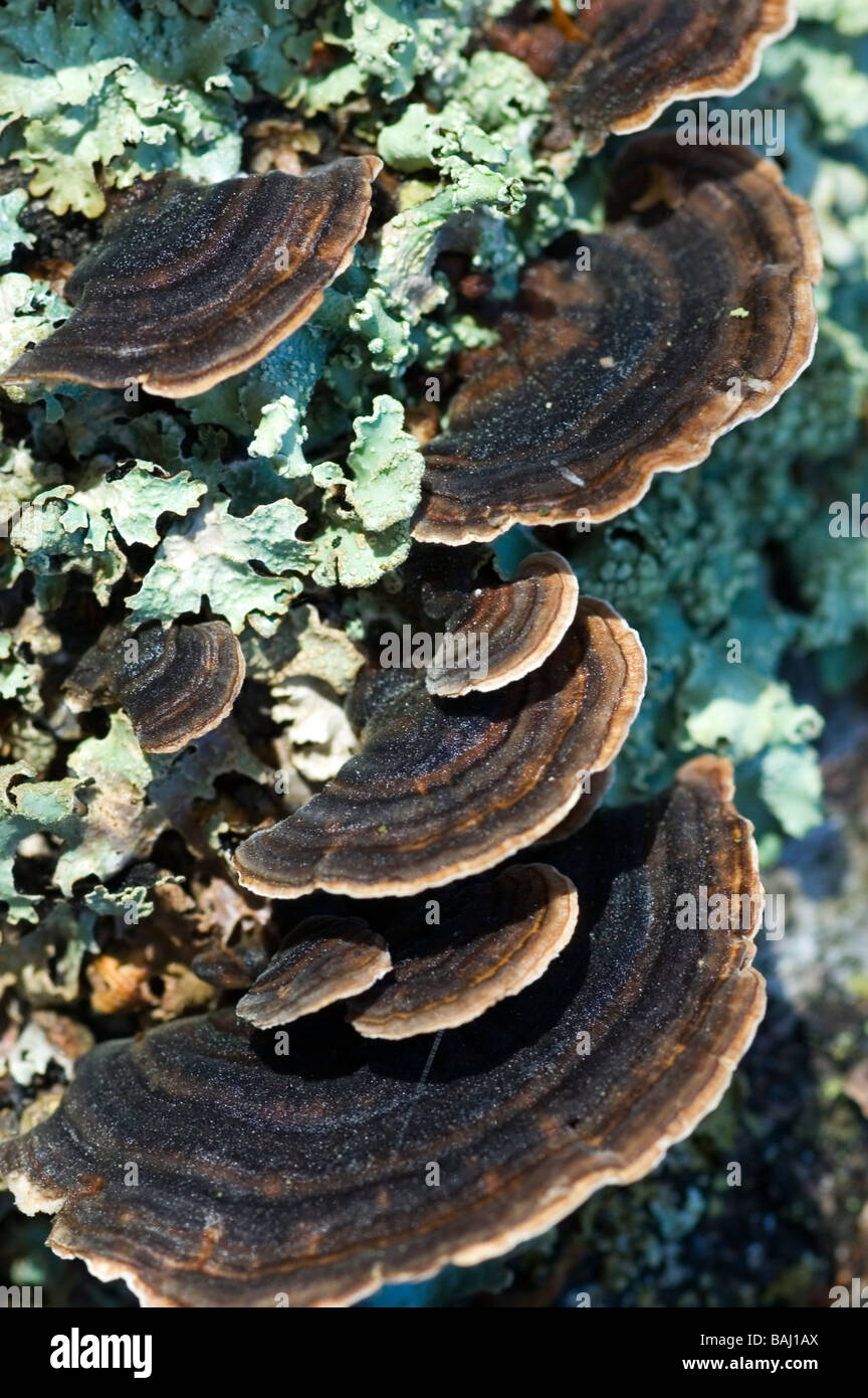 Fan shaped bracket fungus hi-res stock photography and images - Alamy