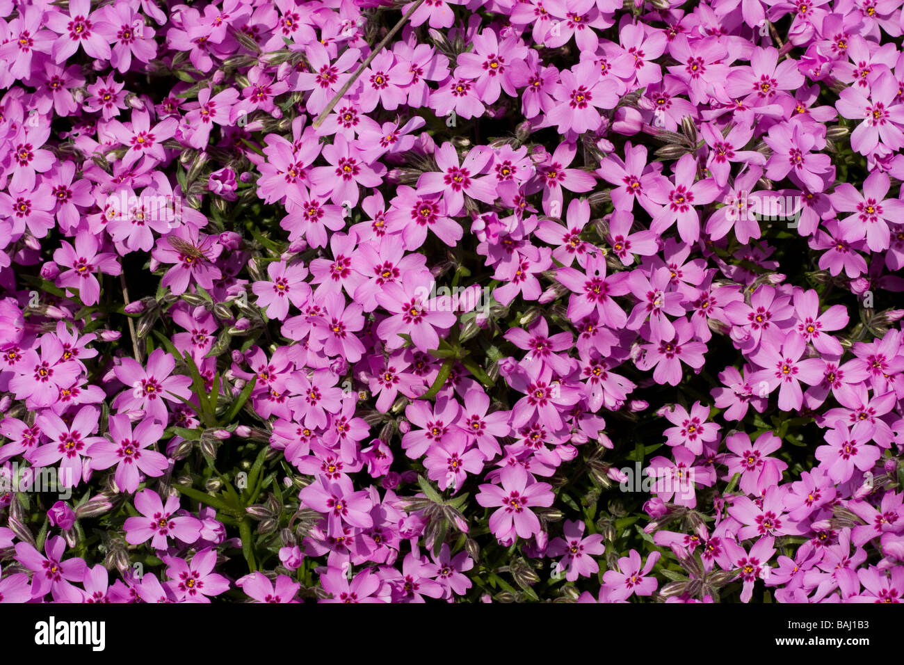 little pink flowers Stock Photo - Alamy