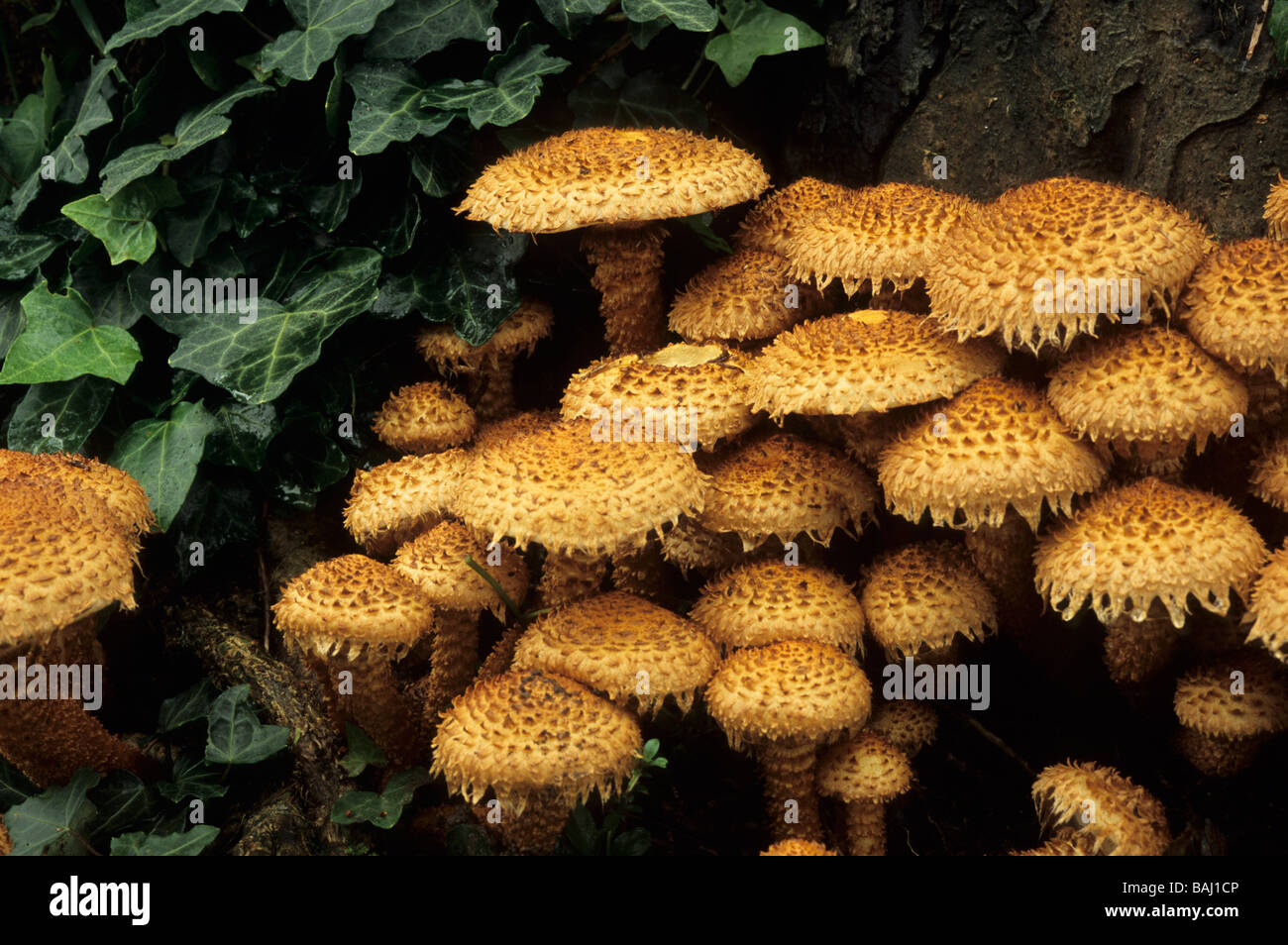 Cluster of fungi at tree base hi-res stock photography and images - Alamy