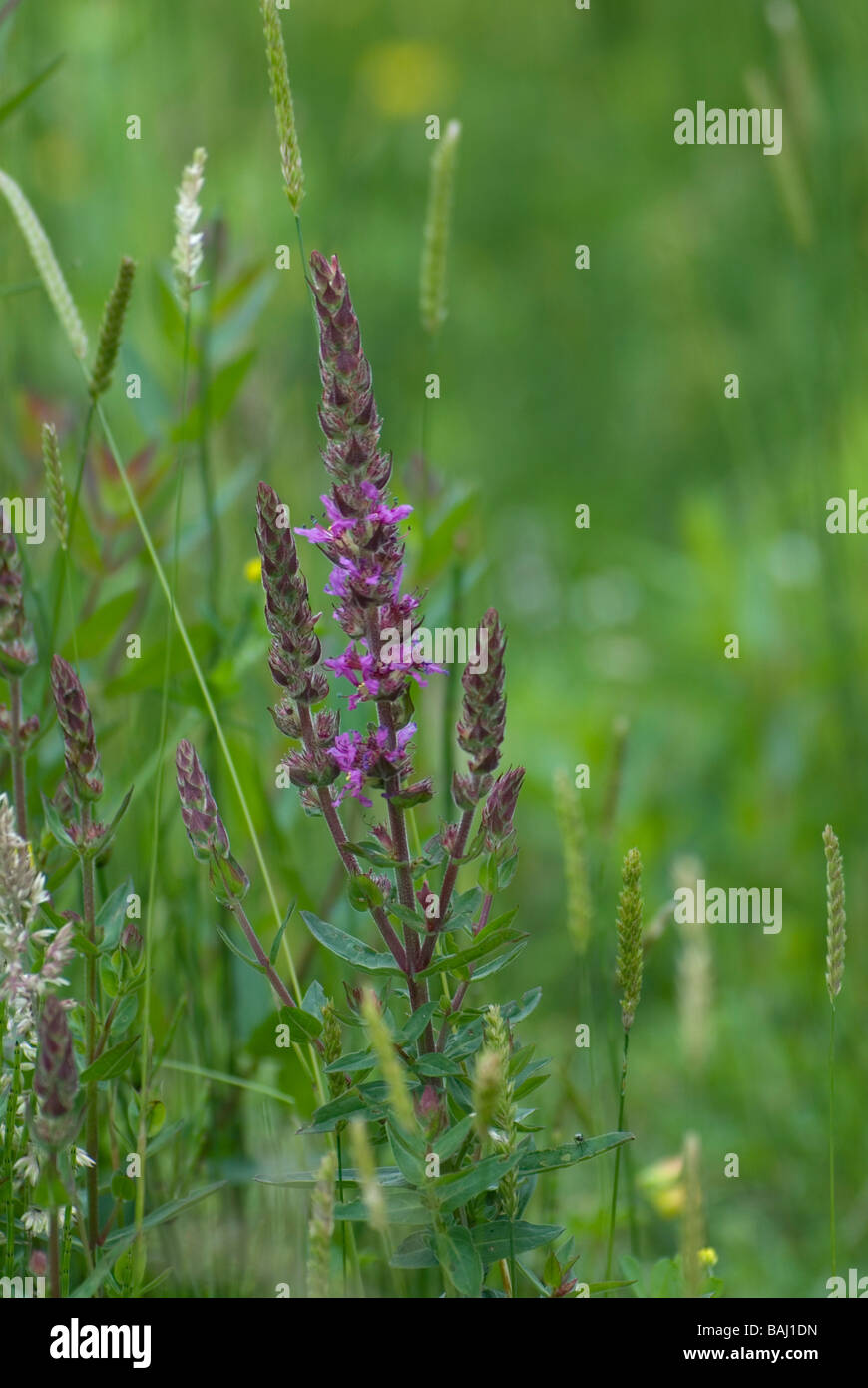 Native british wild flower hi-res stock photography and images - Alamy