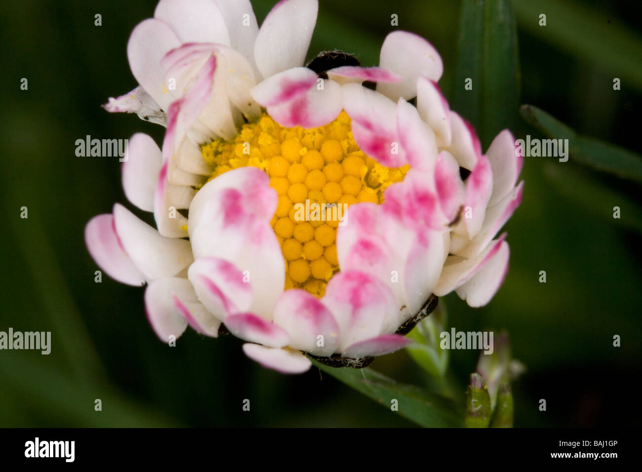 Flower Opening to Reveal Seed Pod Stock Photo - Alamy