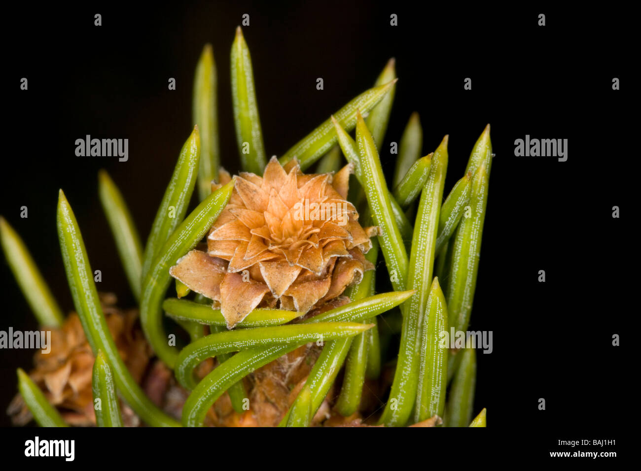Baby Pine Cone on Tree Stock Photo - Alamy