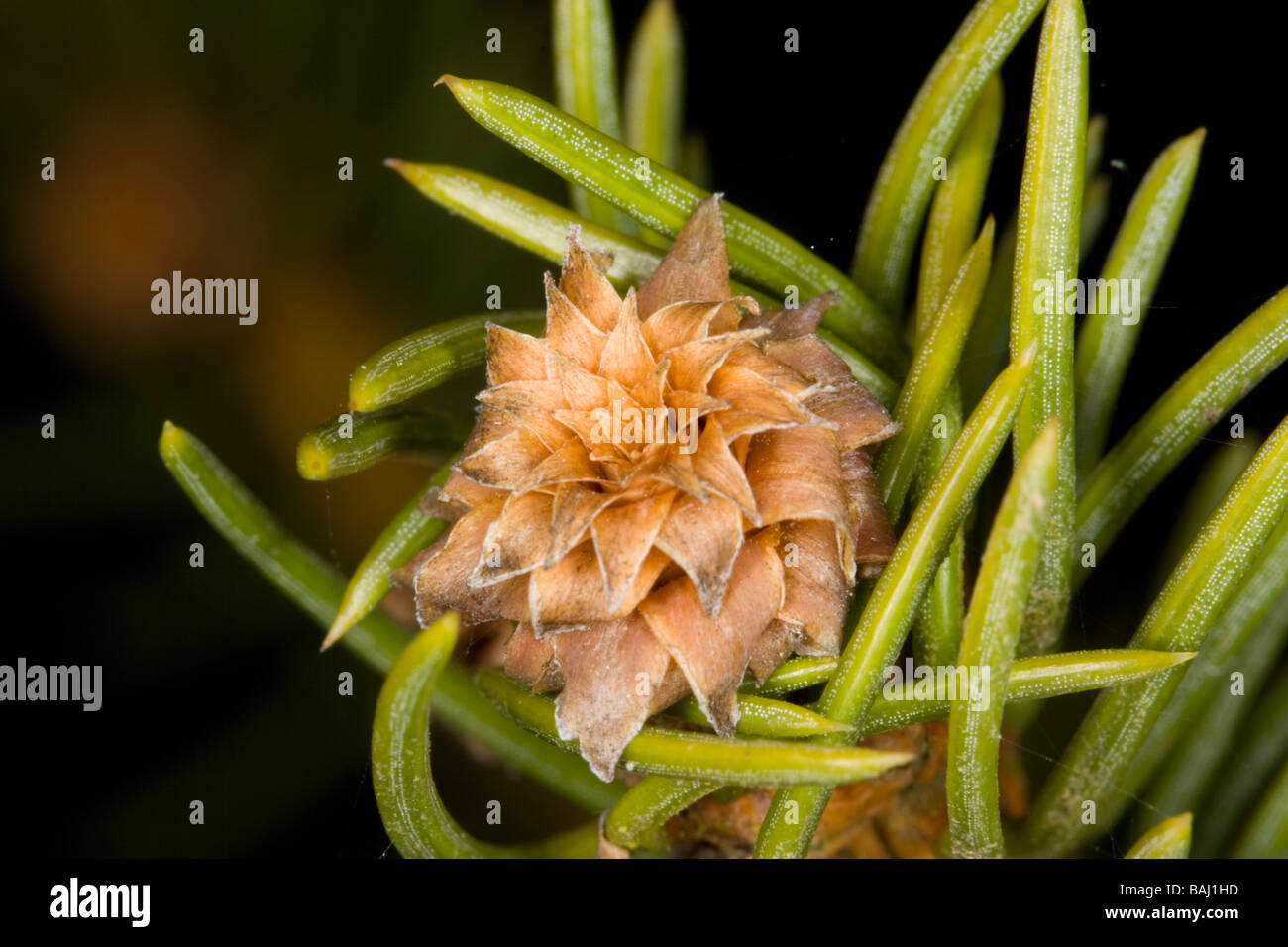 Baby pine cone hi-res stock photography and images - Alamy