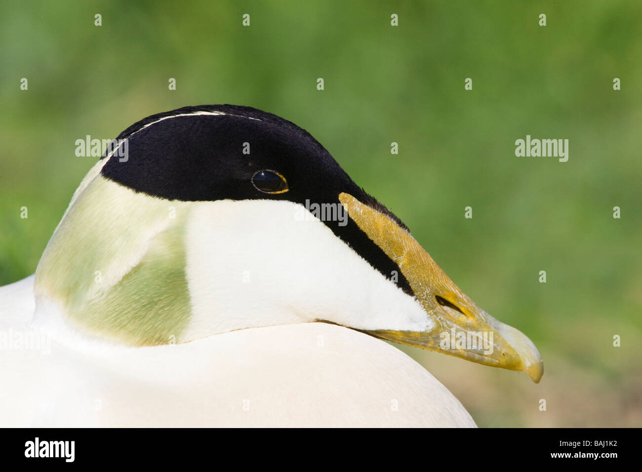 Drake Eider Duck on Farne Isles Head portrait Stock Photo - Alamy