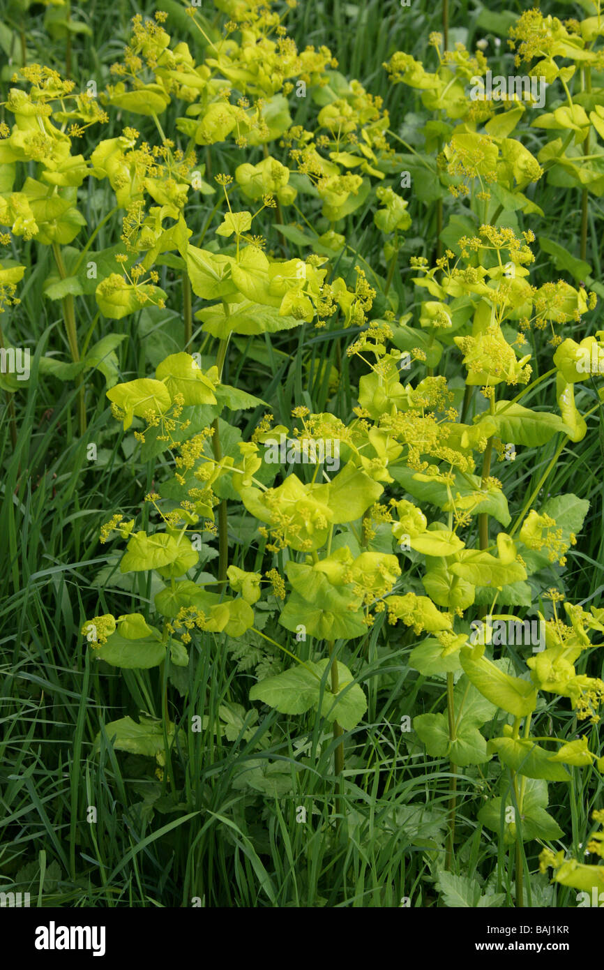 Yellow or Biennial Perfoliate Alexander, Smyrnium perfoliatum Stock ...
