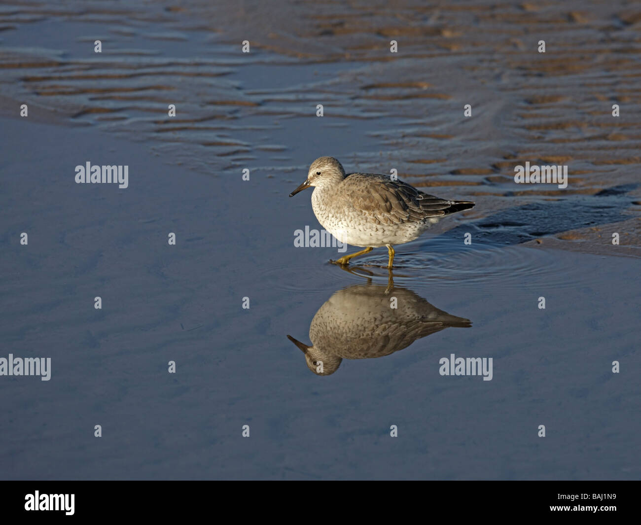 Tidal ridges hi-res stock photography and images - Alamy