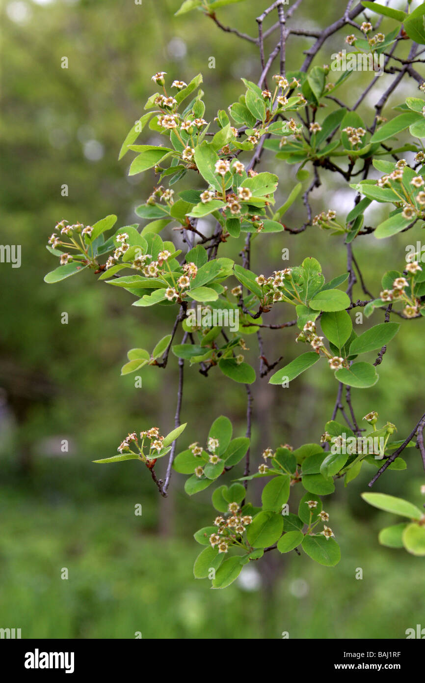 Serviceberry tree hi-res stock photography and images - Alamy