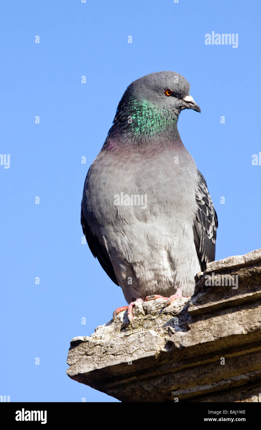 Italy pigeon hi-res stock photography and images - Alamy