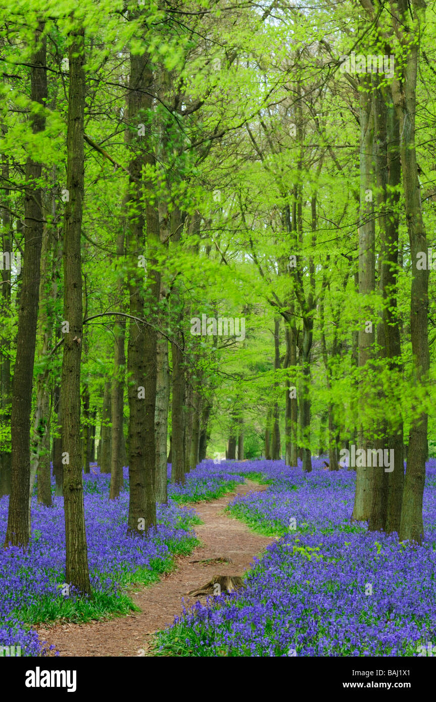 Ashridge estate, hertfordshire hi-res stock photography and images - Alamy