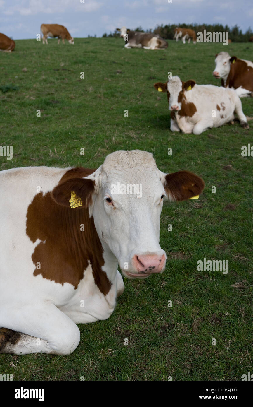 Dairy Cows in Denmark Stock Photo - Alamy