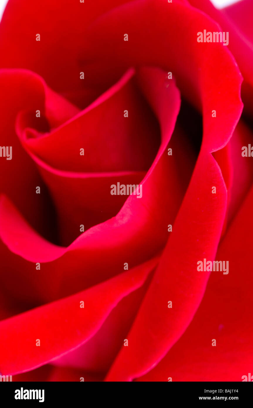 Red rose background Stock Photo - Alamy
