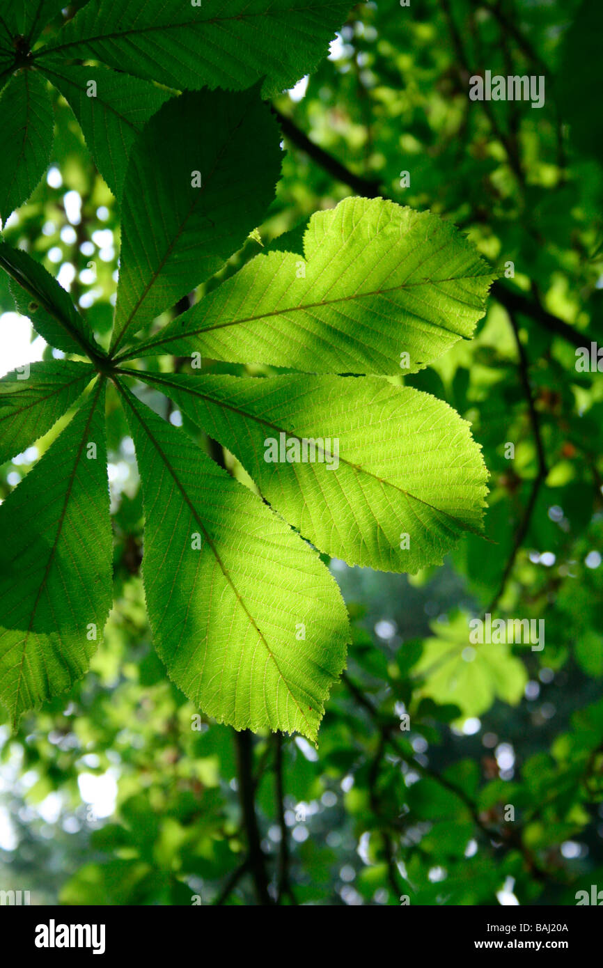 Green leaf on the old kashtan tree Stock Photo - Alamy