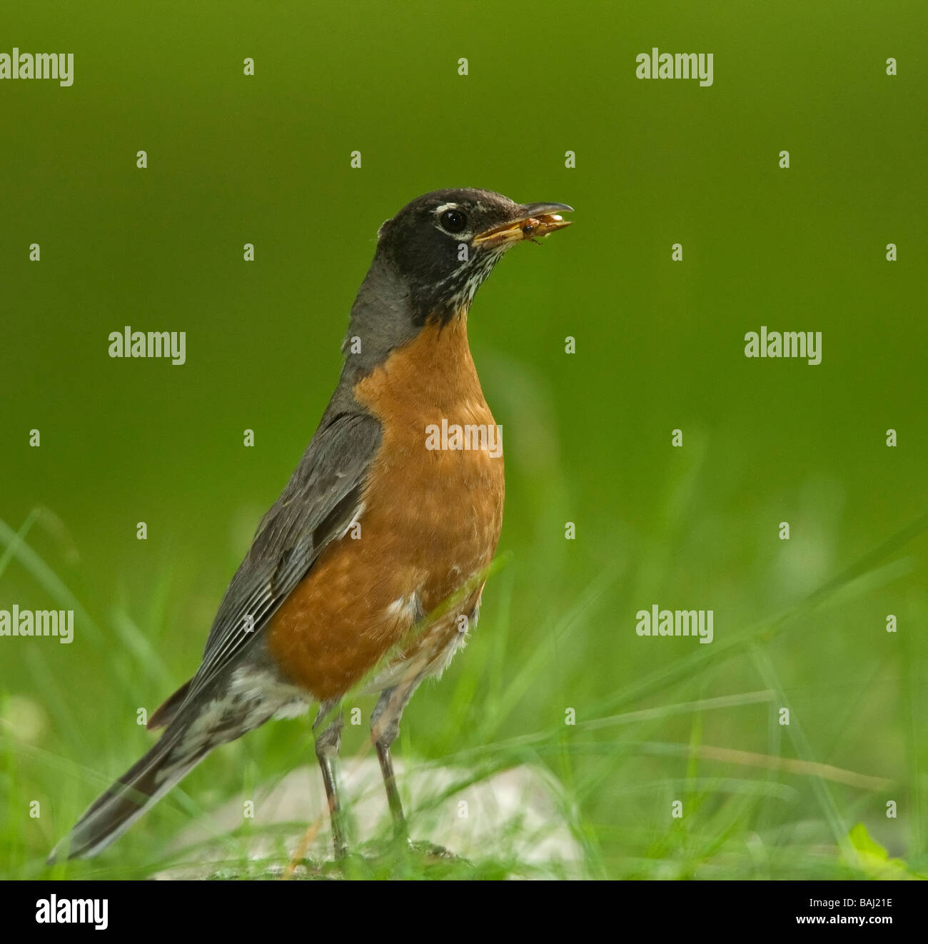 American Robin with Insect in Beak Stock Photo - Alamy