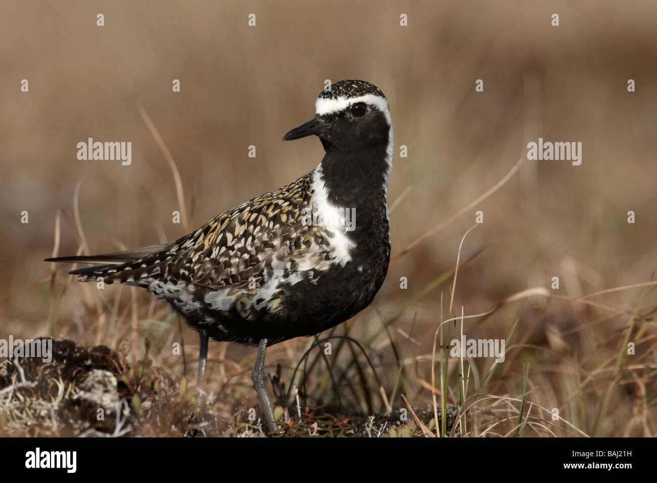Pacific Golden Plover In Breeding Plumage Stock Photo - Alamy