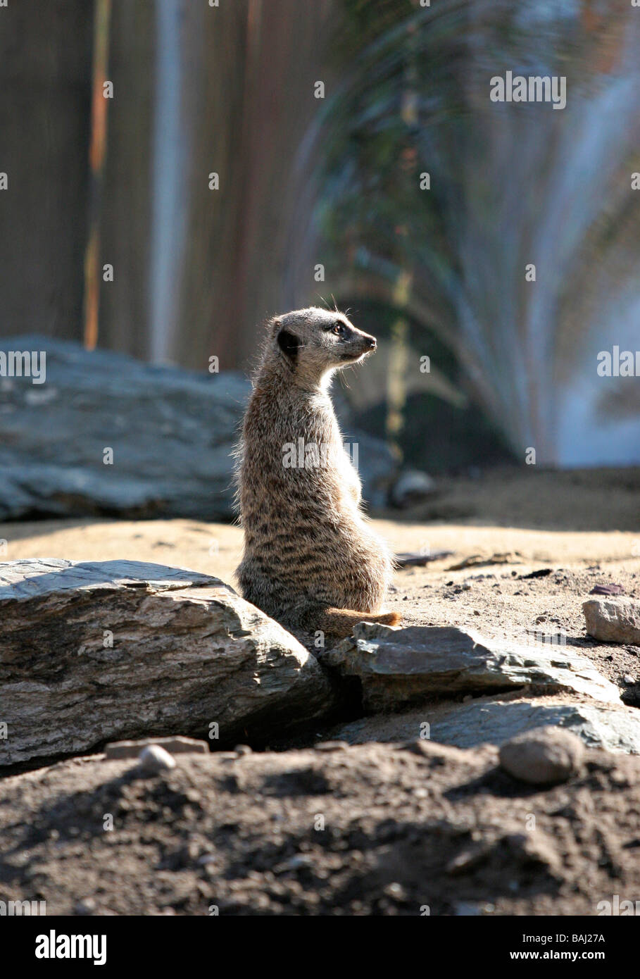 Meerkat at the Granby Zoo, east of Montreal Stock Photo - Alamy