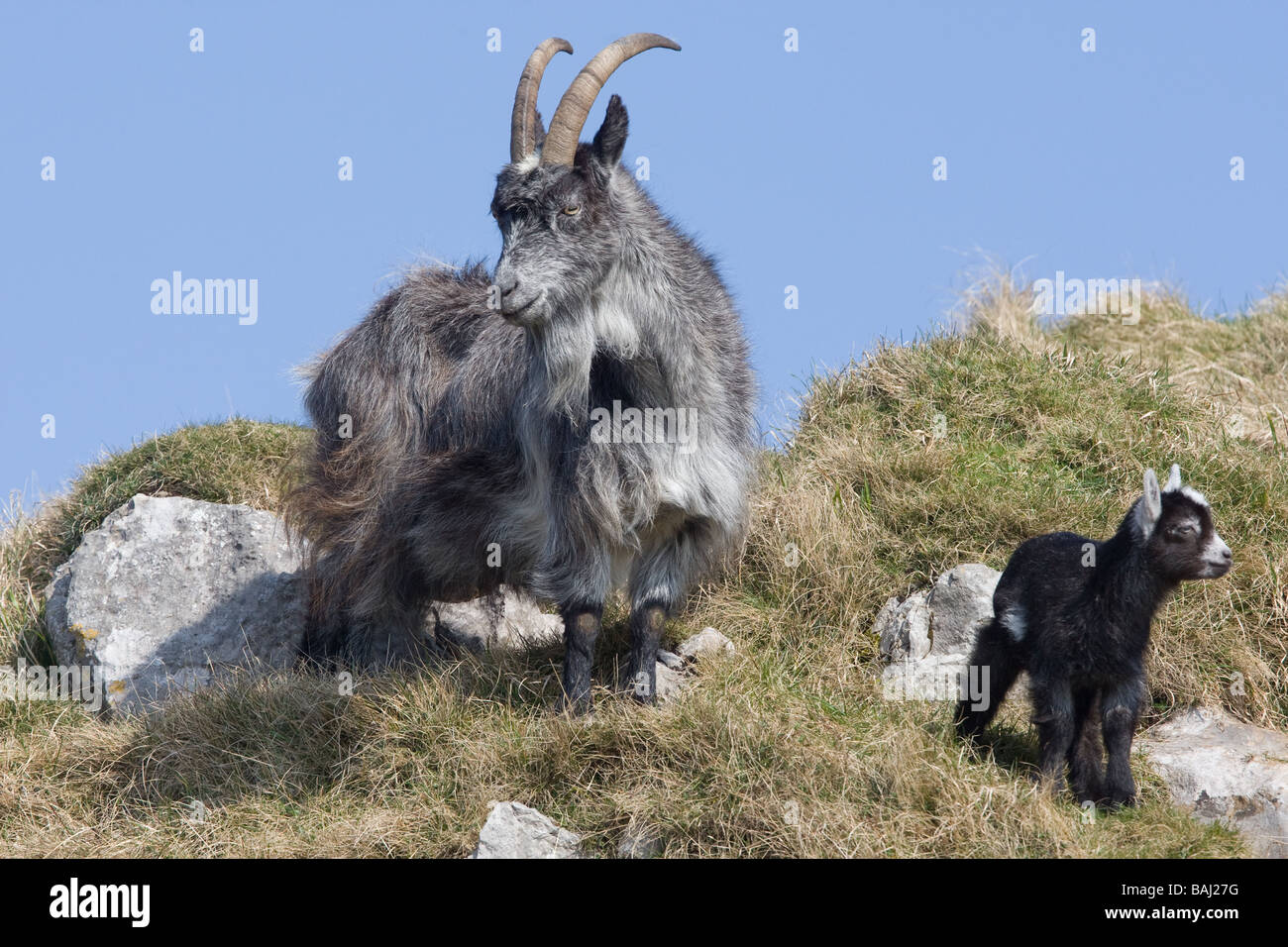 British Primitive Goat High Resolution Stock Photography and Images - Alamy