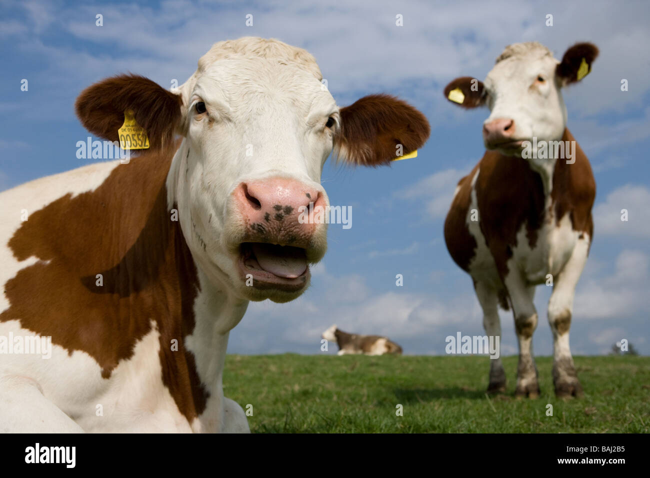 Dairy Cows in Denmark Stock Photo - Alamy