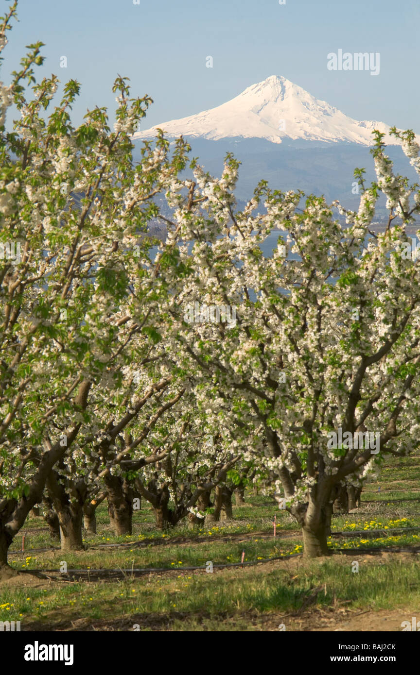 Columbia river washington harvest hi-res stock photography and images ...