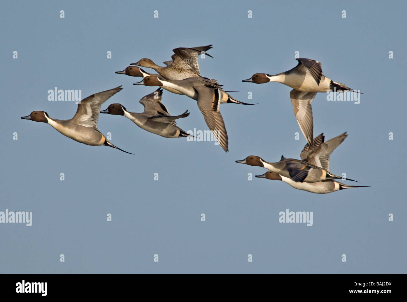 Northern pintail in flight hi-res stock photography and images - Alamy