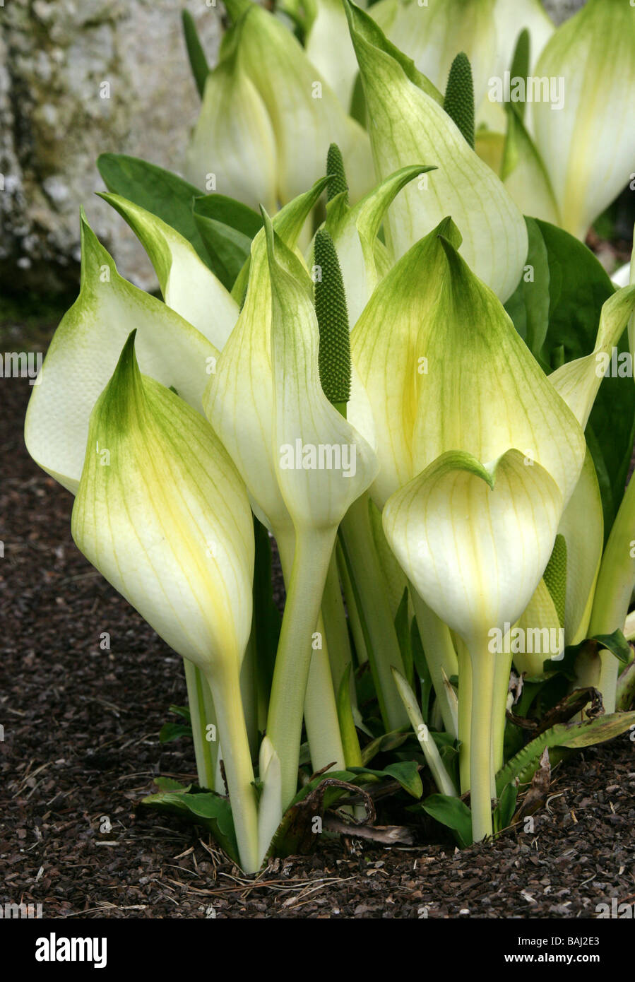 Asian or White Skunk Cabbage or Mizu-basyou, Lysichiton camtschatcense ...